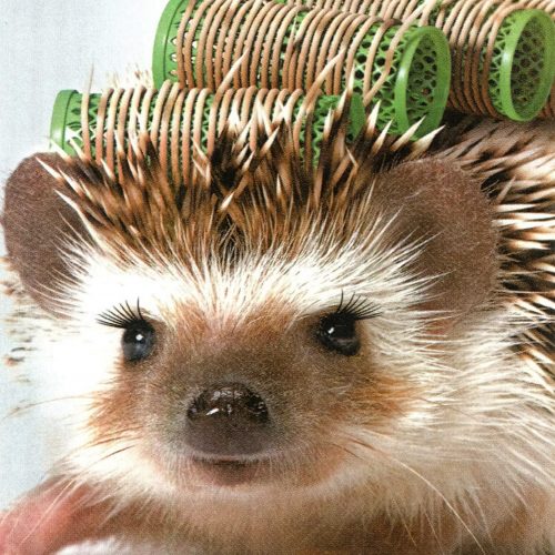 Friseurteam Quasthoff – 3x in Tornesch